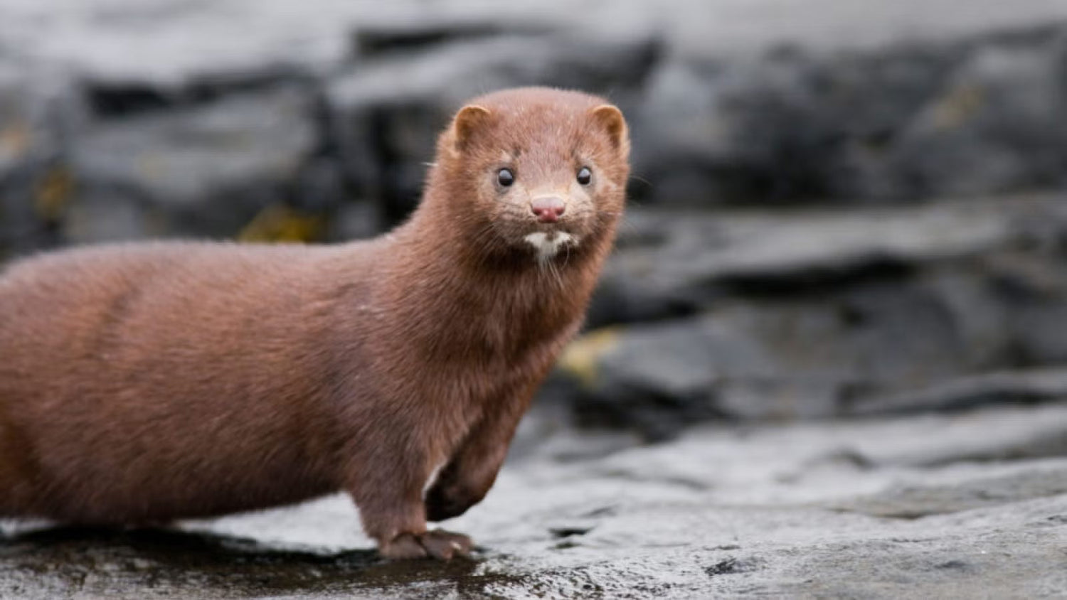 What Does It Mean When Someone Calls You a Mink – Inspire Pearls